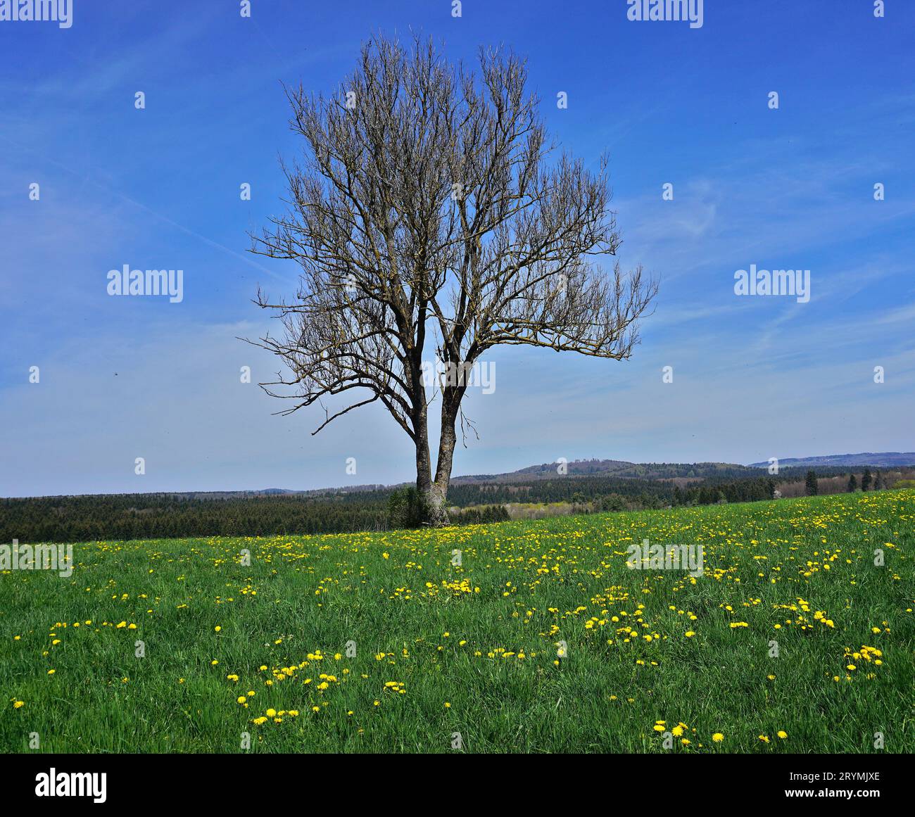 Ash tree fraxinus excelsior with ash dieback hi-res stock photography ...