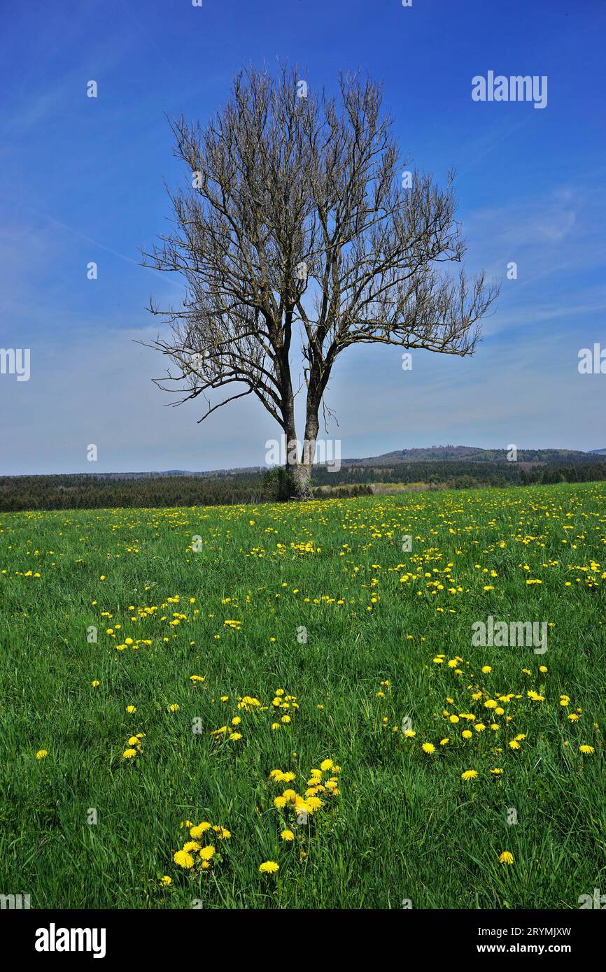 Ash tree fraxinus excelsior with ash dieback hi-res stock photography ...