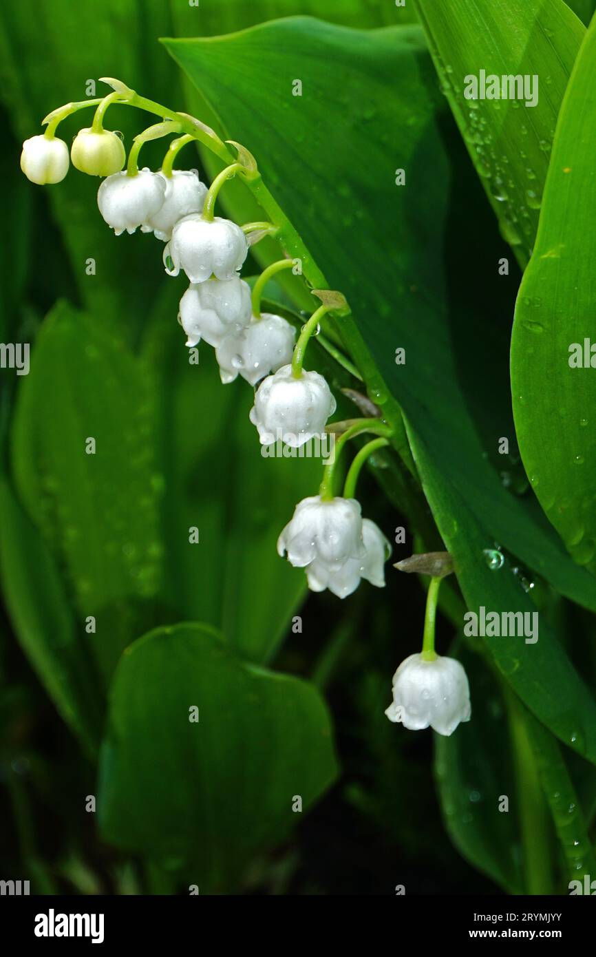 Lily nature forest hi-res stock photography and images - Alamy