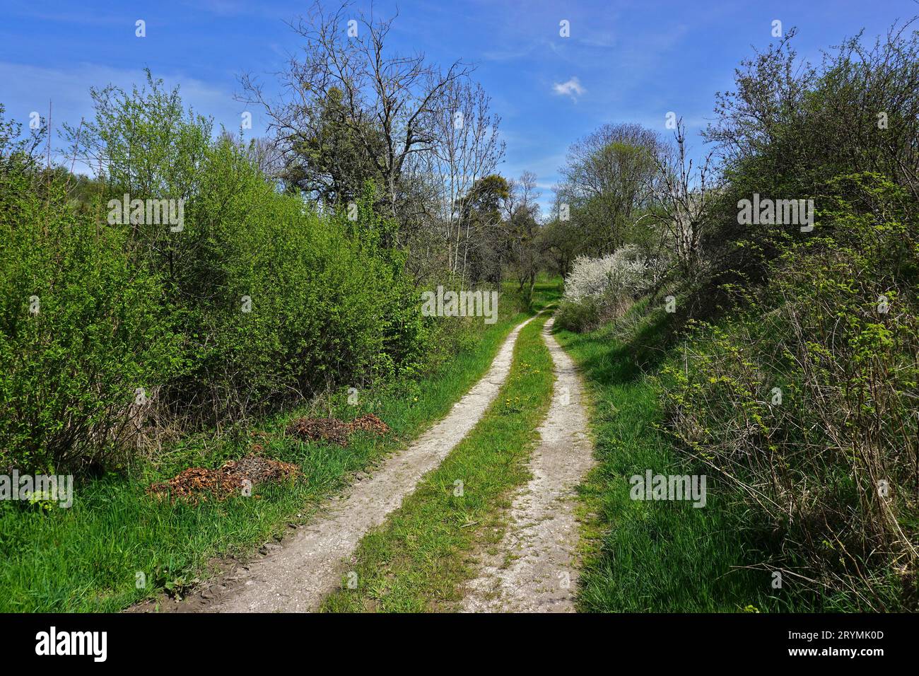 Sunken trees hi-res stock photography and images - Alamy