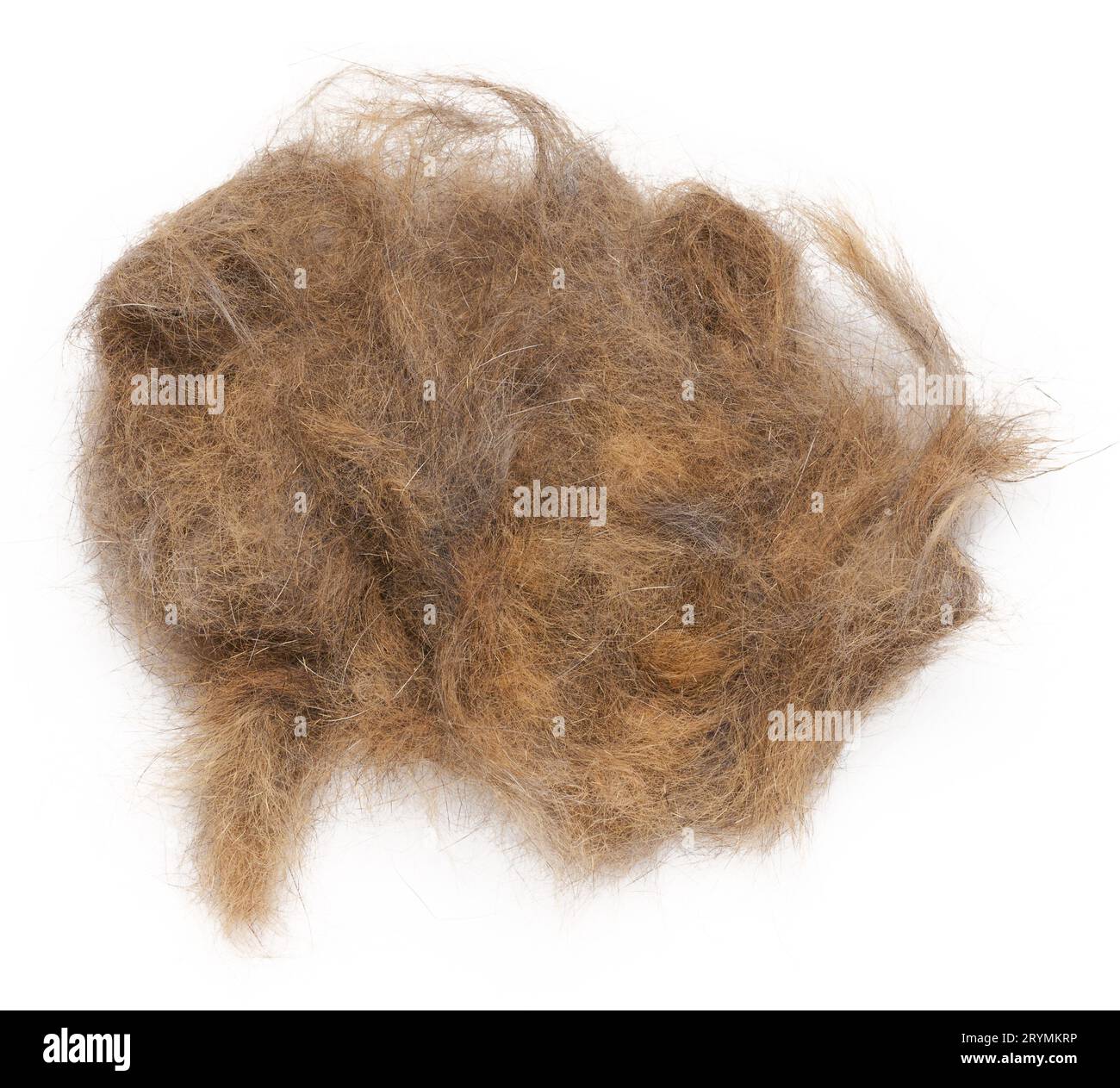 Tuft of hair hi-res stock photography and images - Alamy