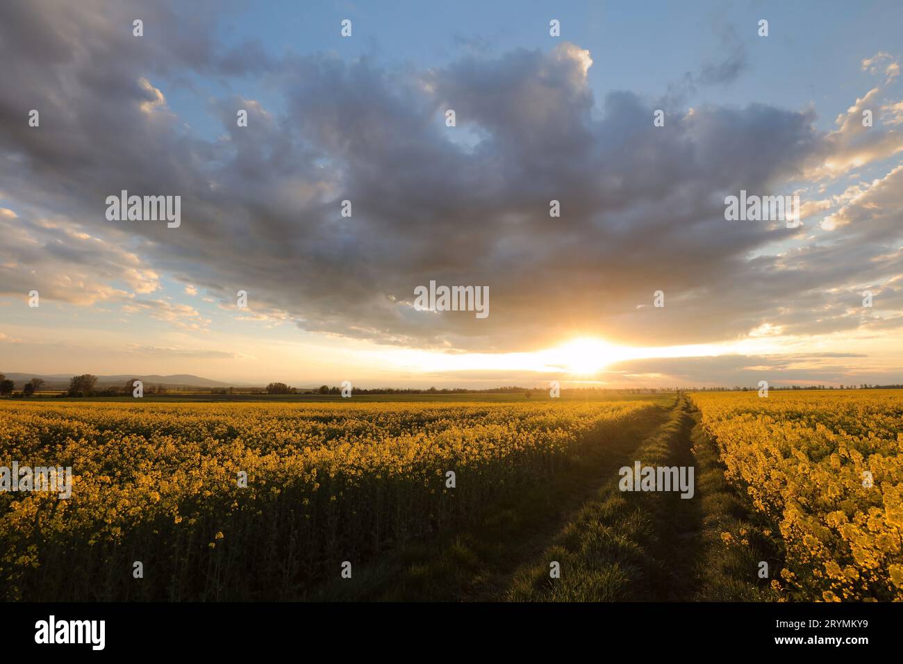 Country road through yellow rapeseed hi-res stock photography and ...