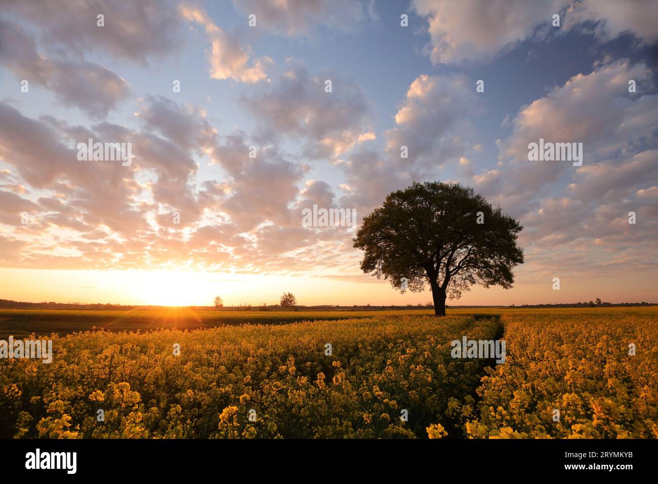 Oak in a field of rapeseed Stock Photo - Alamy