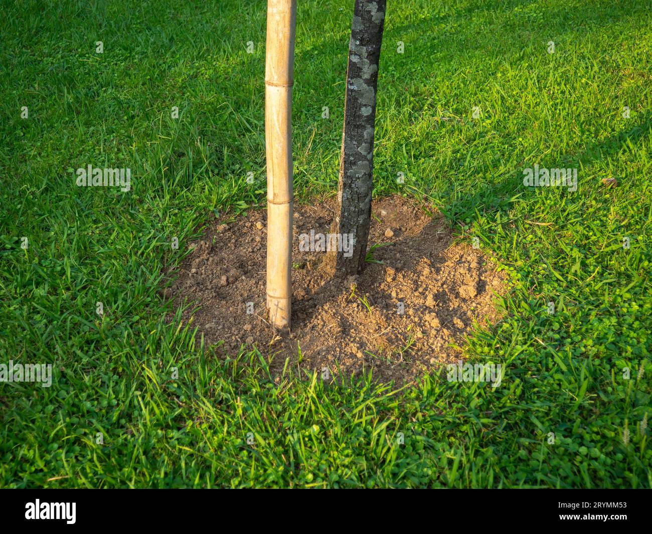 Supporting a thin tree trunk with a bamboo stick. small tree. Planting ...