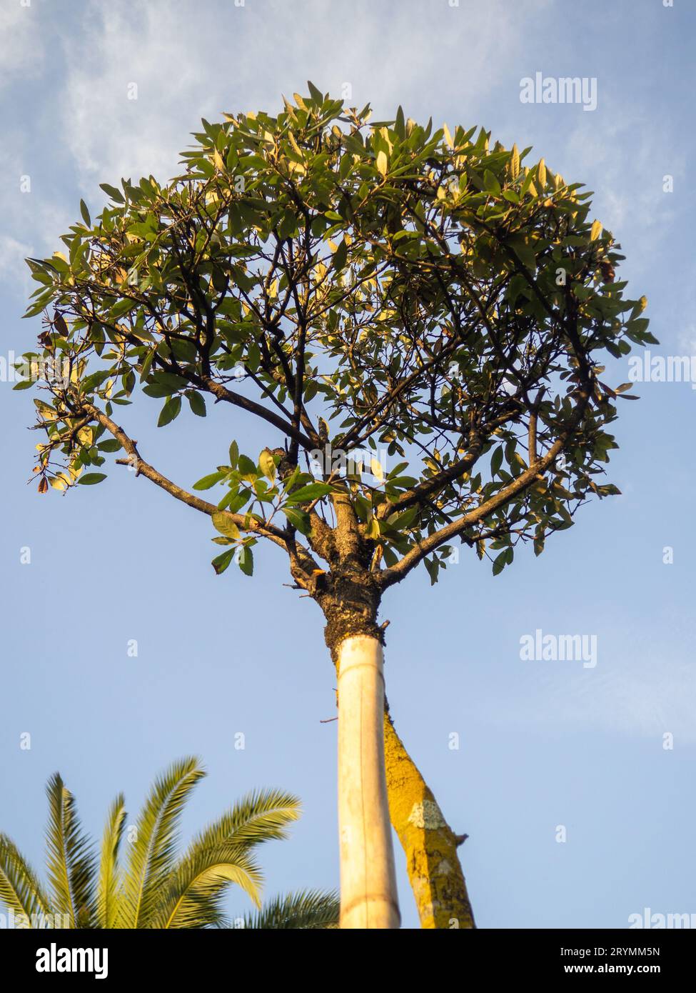 A tree in the park with a spherical crown. small tree. Planting bushes ...