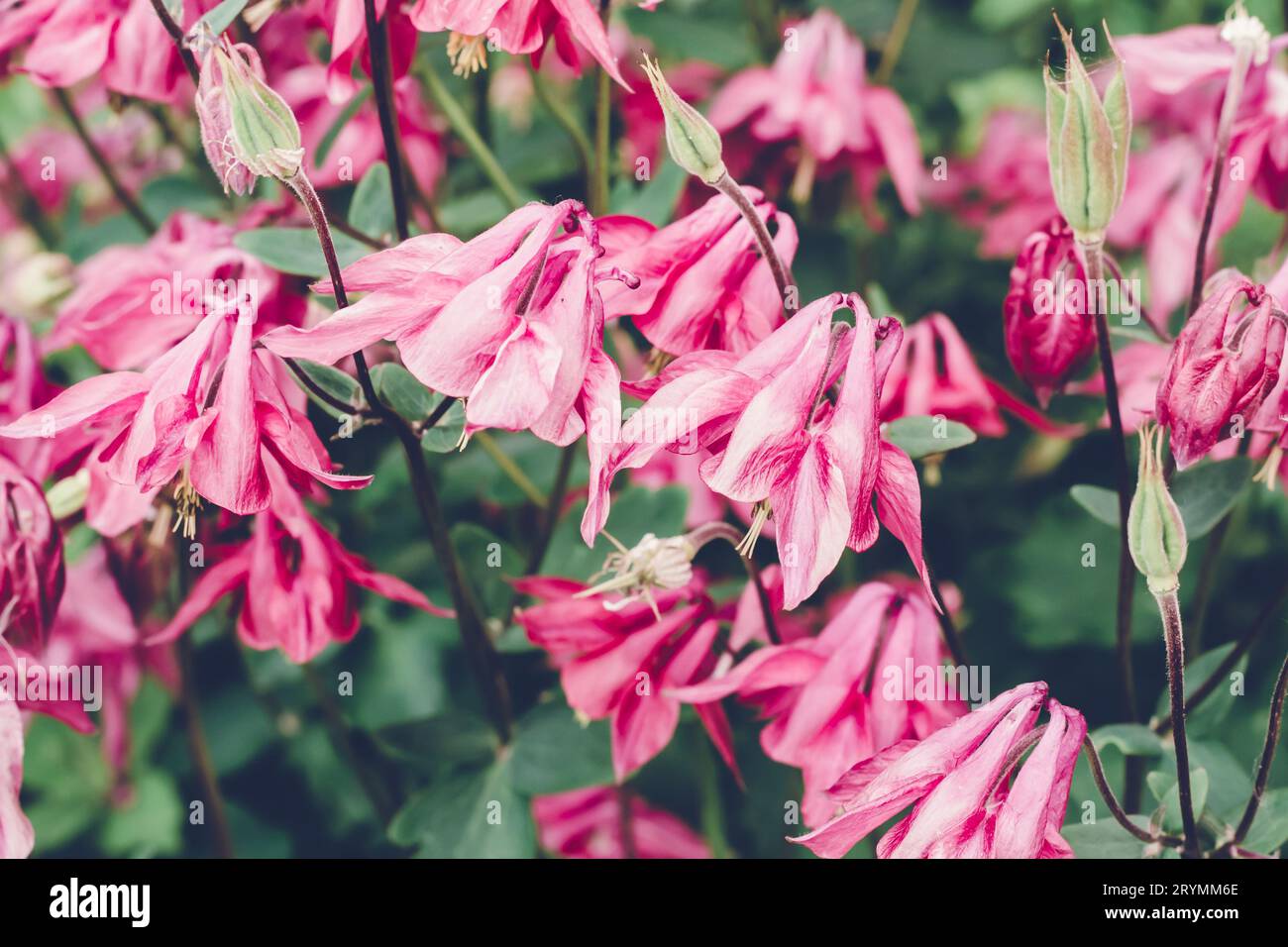 Bold colors hi-res stock photography and images - Alamy