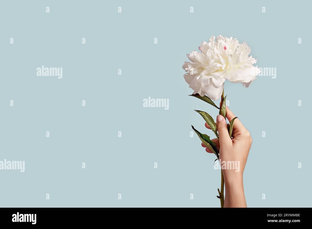 Female hand holding beautiful white peony flower on blue background ...