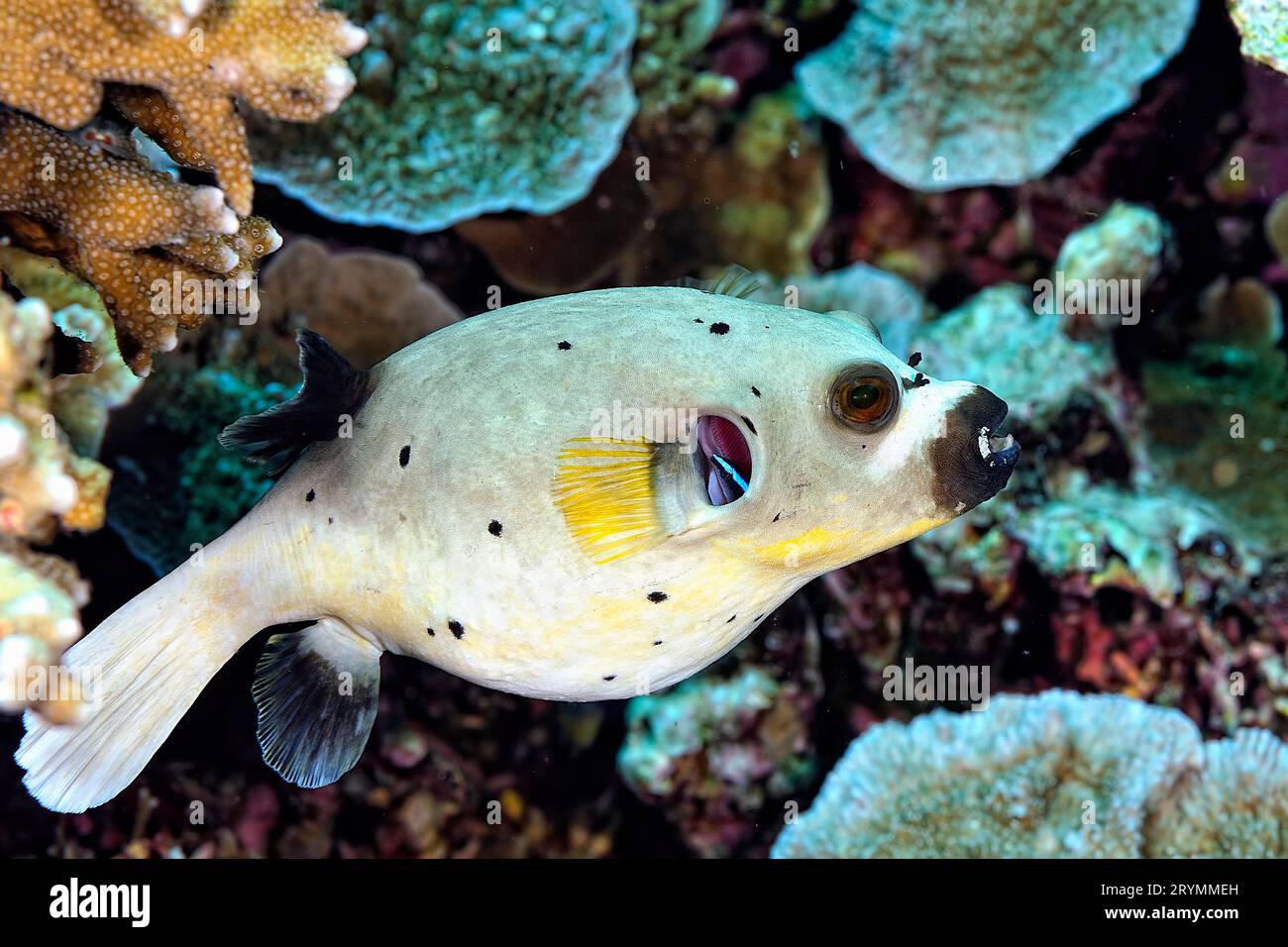 A picture of a puffer fish Stock Photo - Alamy