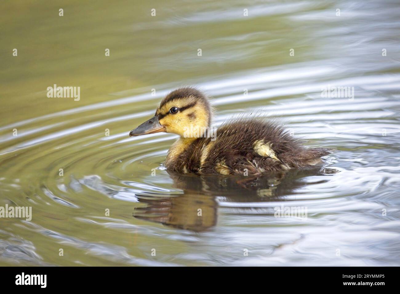 Little duckling swimming in calm water Stock Photo - Alamy
