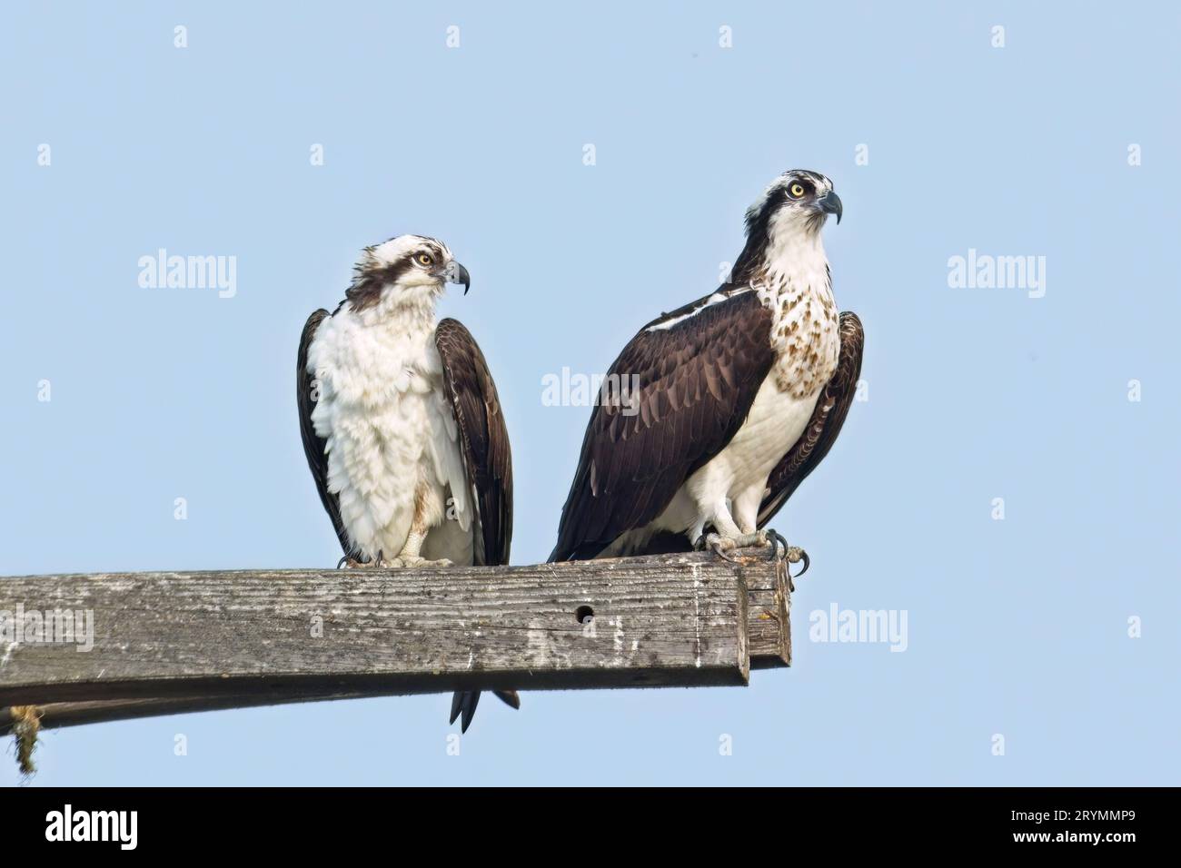 Two large birds prey hi-res stock photography and images - Alamy