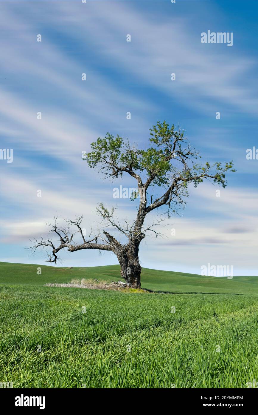 Field washington hi-res stock photography and images - Alamy