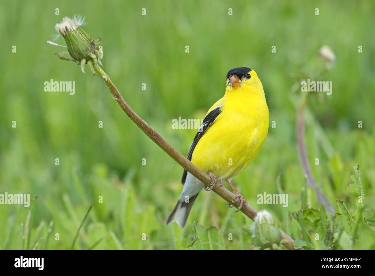 Dandelion bird hi-res stock photography and images - Alamy