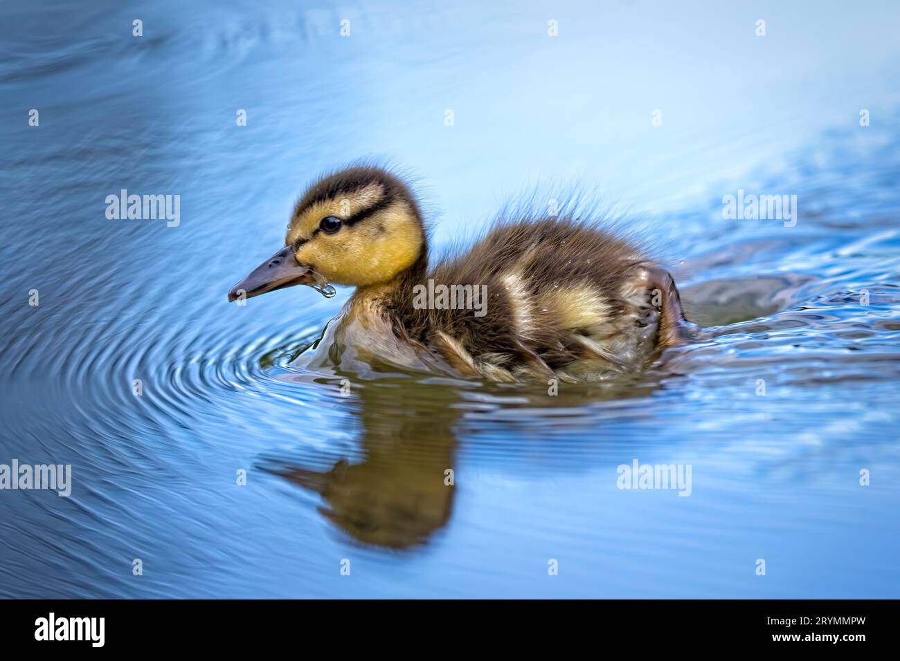 Happy duckling swimming hi-res stock photography and images - Alamy