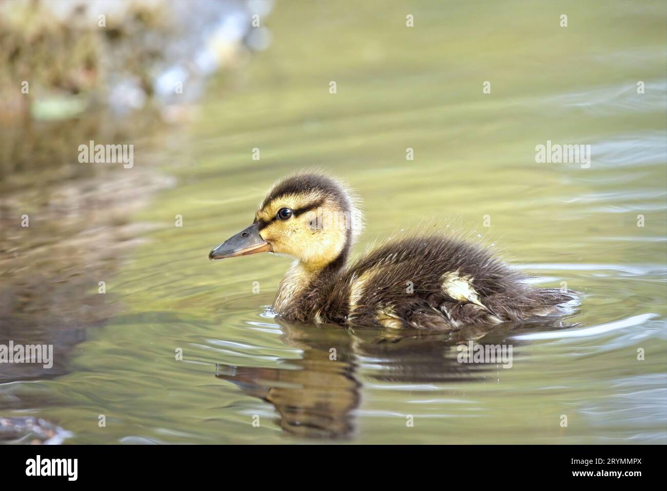Duckling swimming hi-res stock photography and images - Alamy