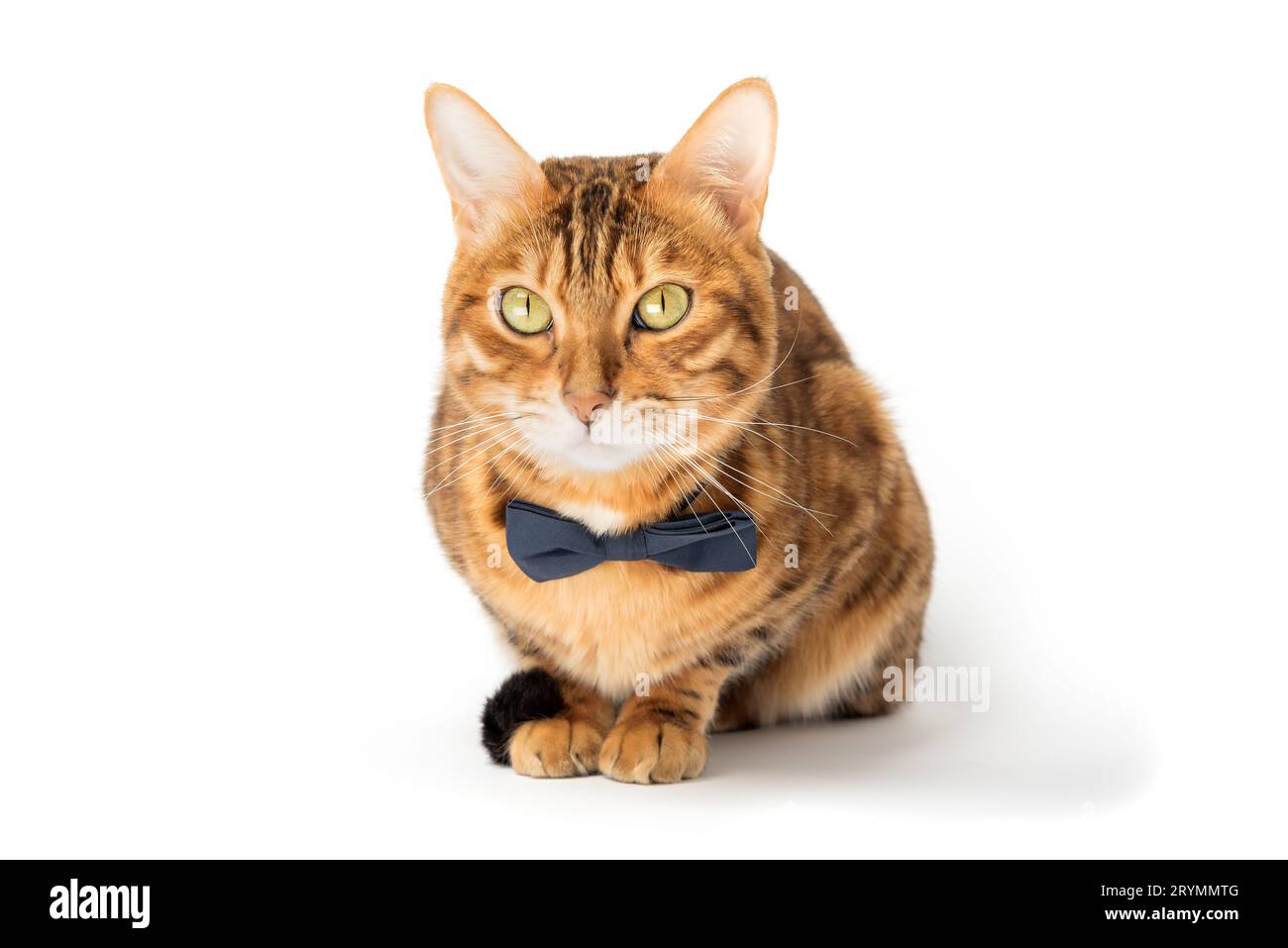 Cute elegant red cat Cut Out Stock Images & Pictures - Alamy