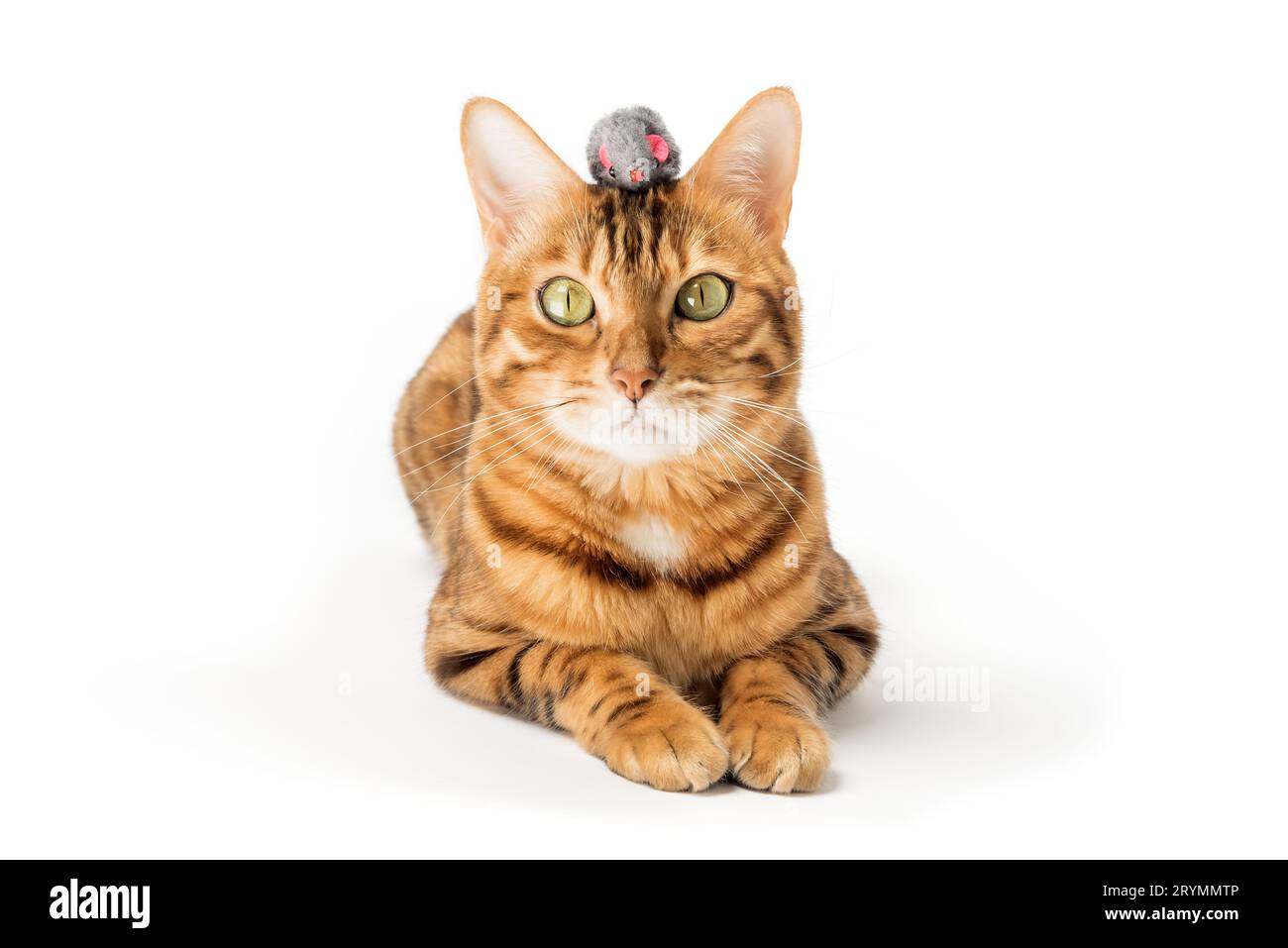 Red toy mouse Cut Out Stock Images & Pictures - Alamy