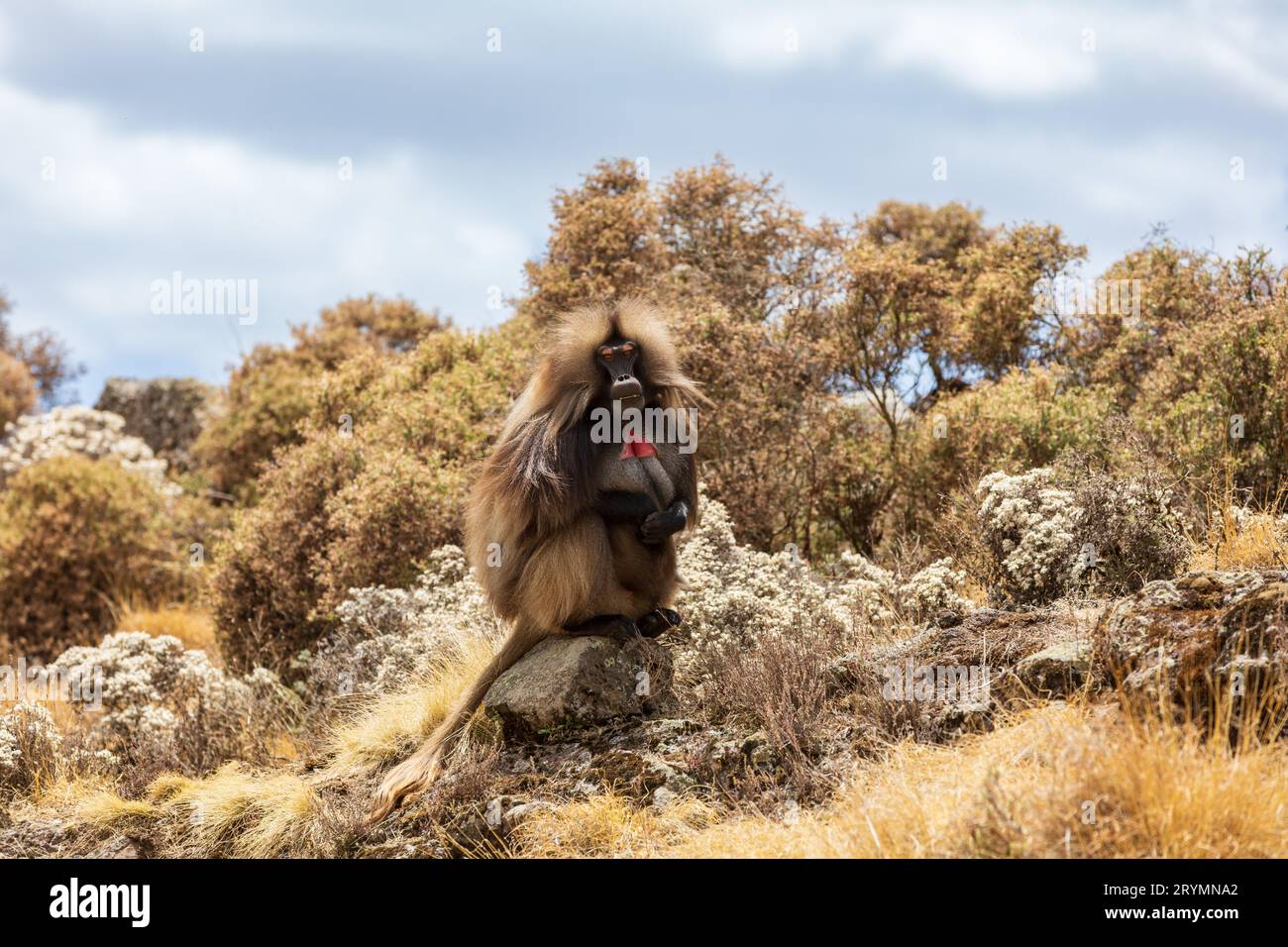 Endemic Gelada, Theropithecus gelada, in Simien mountain, Ethiopia ...