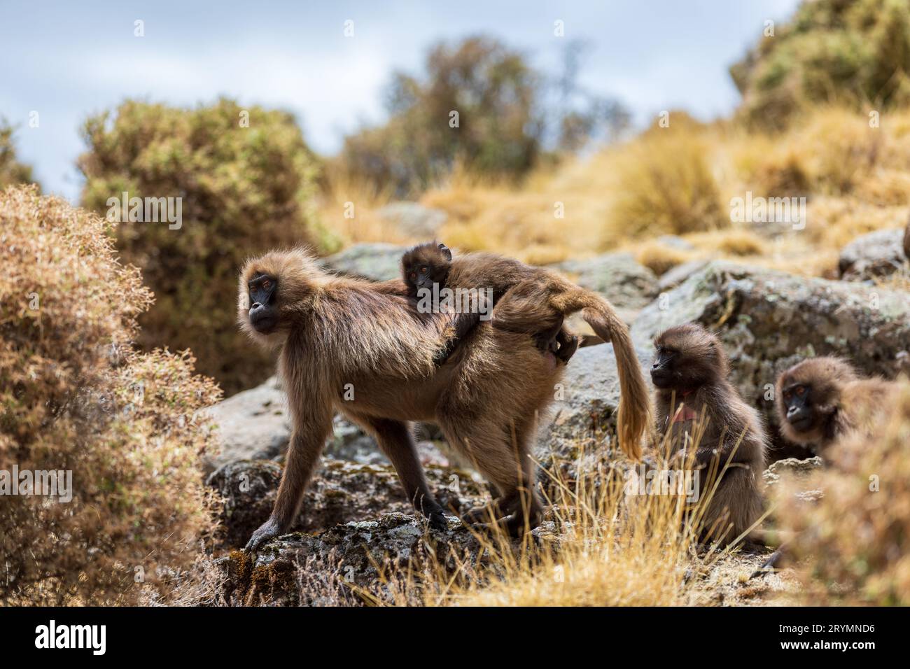 Gelada monkeys theropithecus gelada simien hi-res stock photography and ...