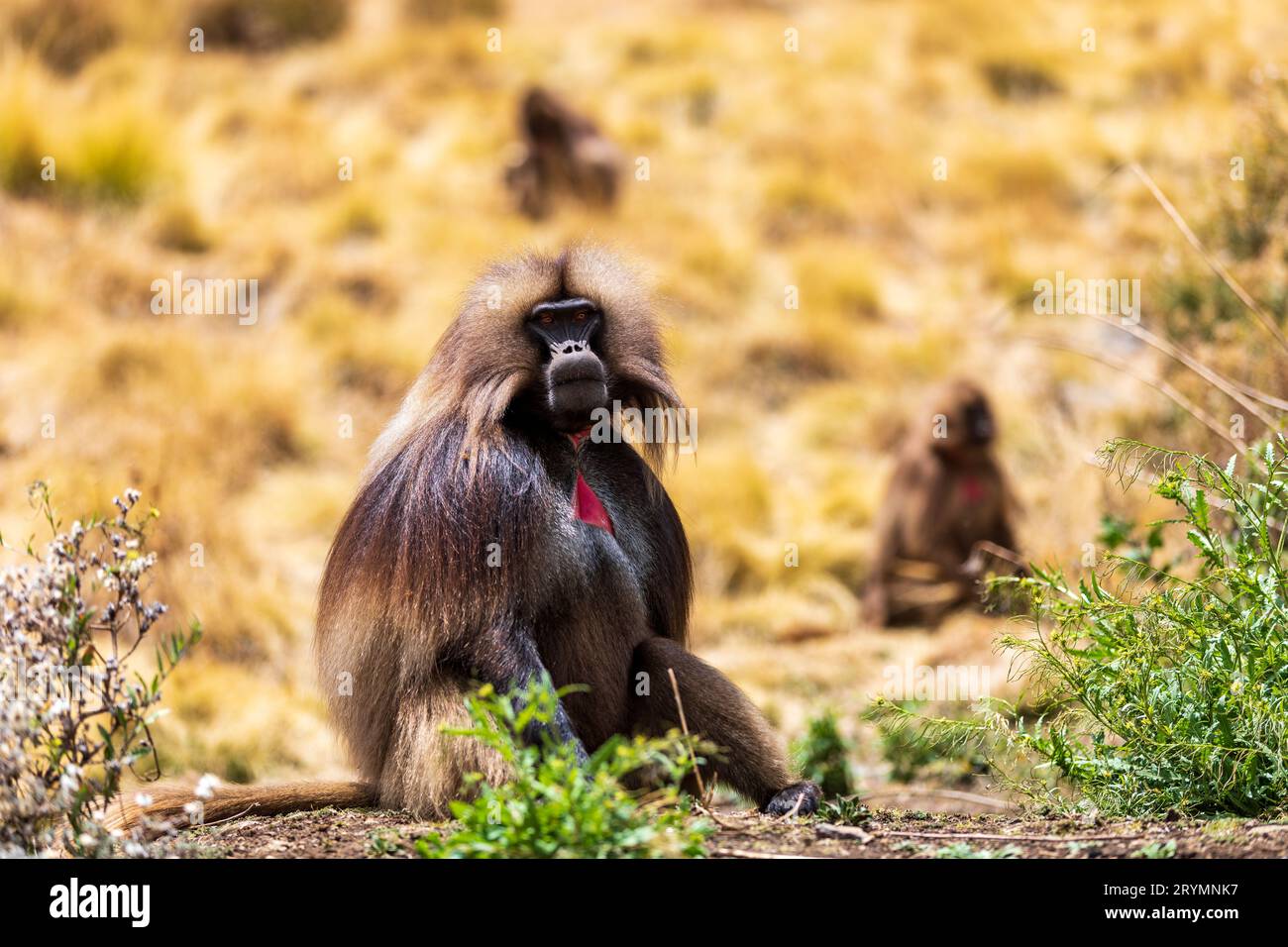 Endemic Gelada, Theropithecus gelada, in Simien mountain, Ethiopia ...