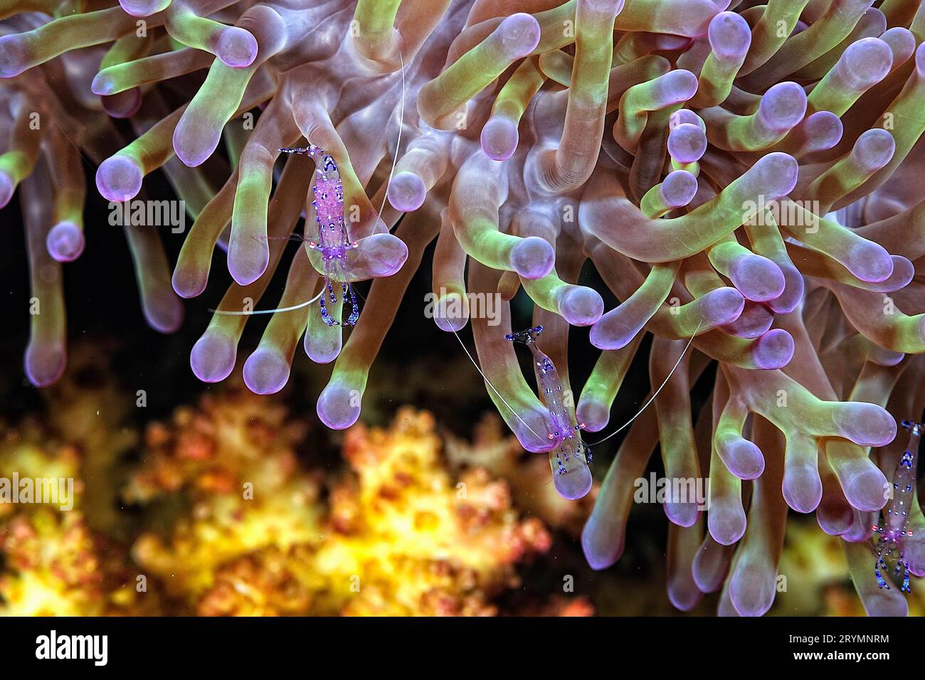 A picture of a Cleaner shrimp Stock Photo - Alamy