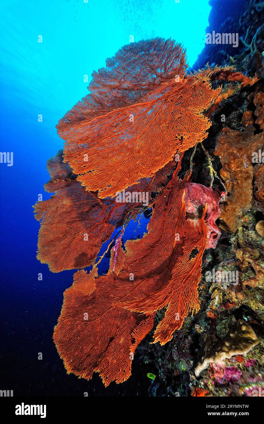 Reef pillar hi-res stock photography and images - Alamy