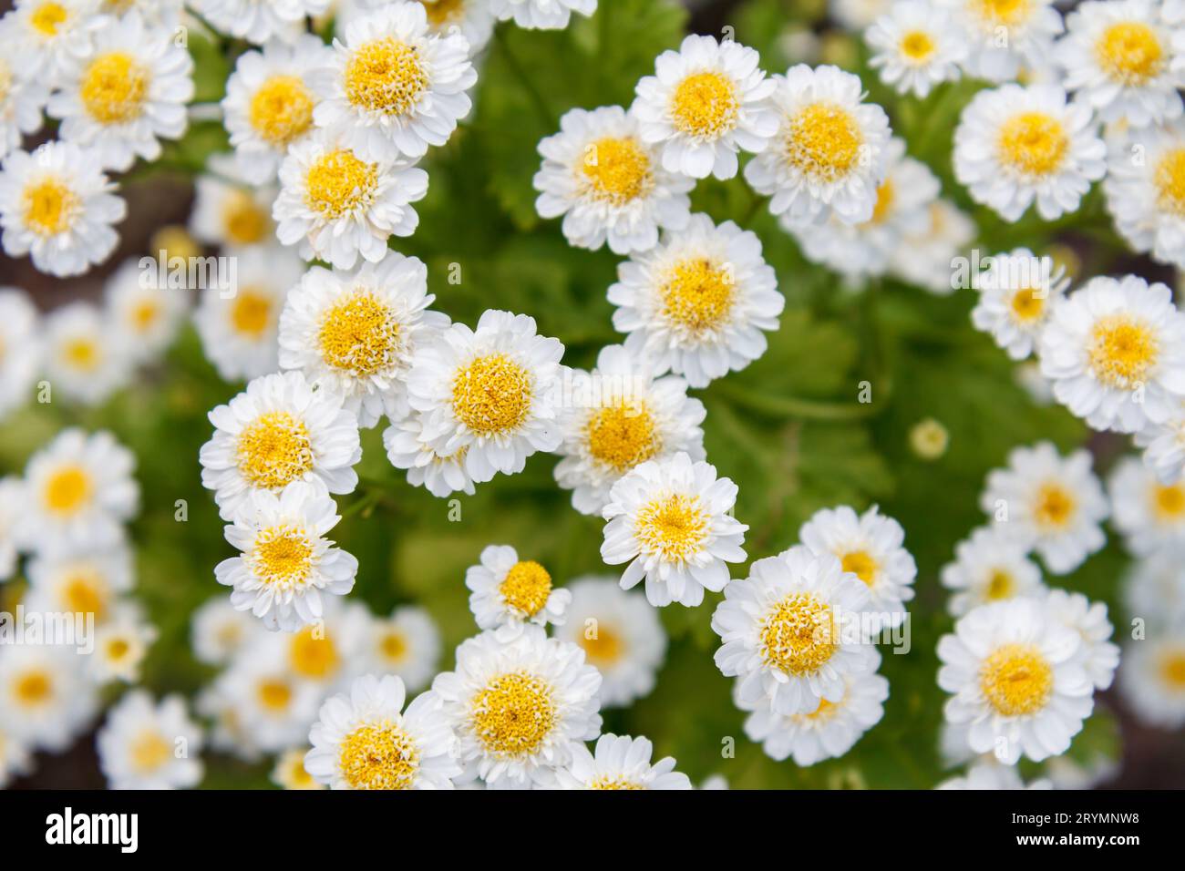 Yellow flowers same color hi-res stock photography and images - Alamy