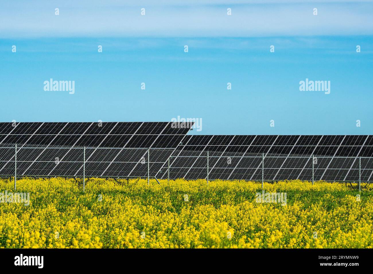 Canola plant protection hi-res stock photography and images - Alamy