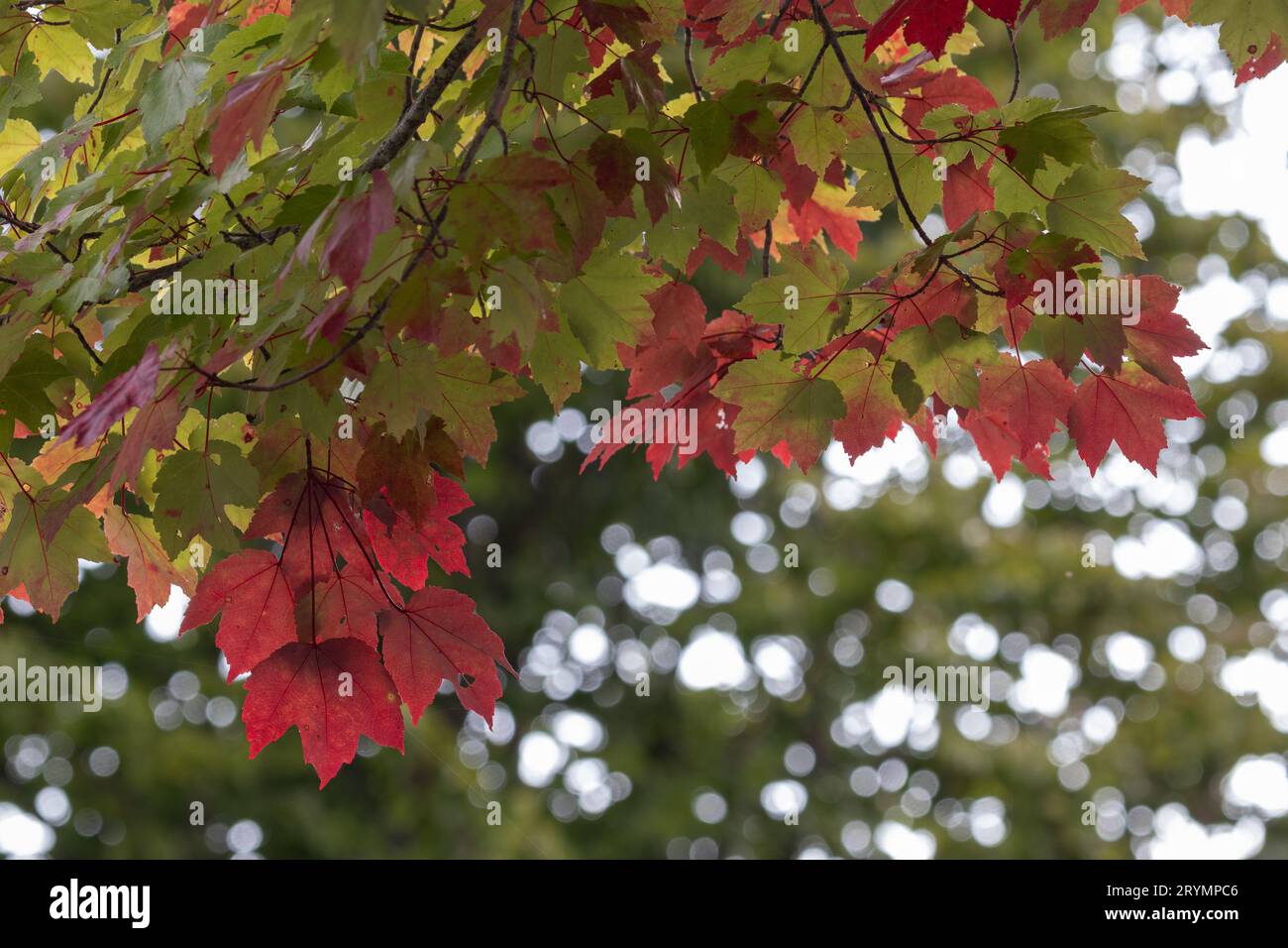 Maple tree branches filled with leaves are turning autumn red with some ...