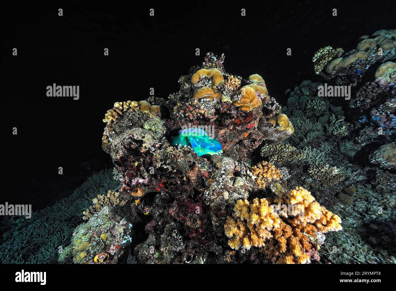 Picture with parrot hi-res stock photography and images - Alamy