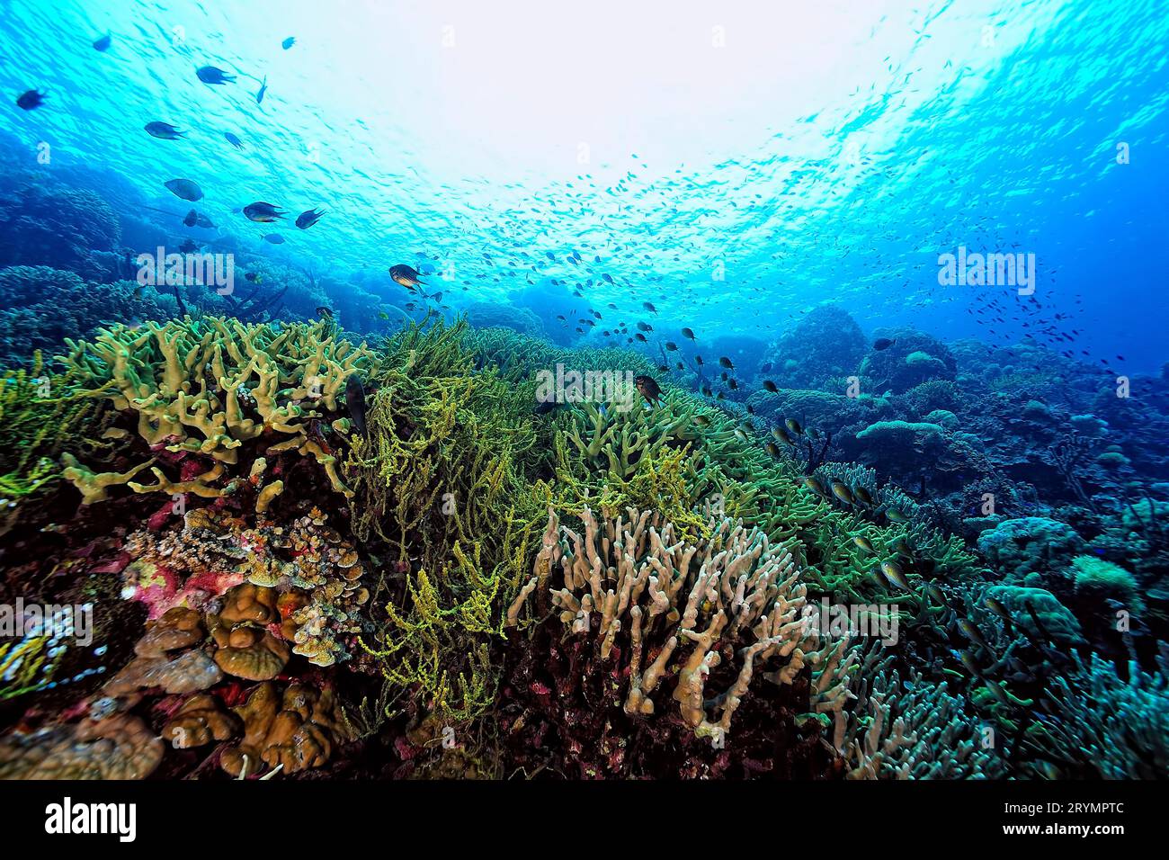 A picture of the coral reef Stock Photo - Alamy