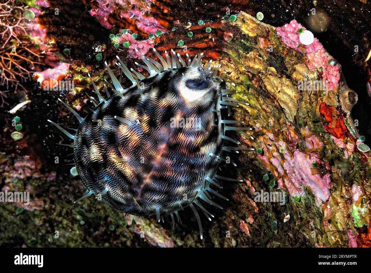 Underwater macro picture rock hi-res stock photography and images - Alamy