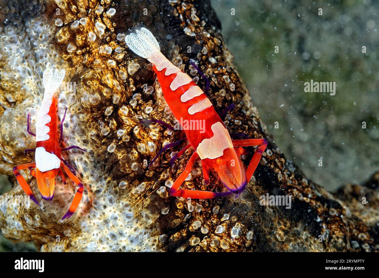 Beautiful emperor hi-res stock photography and images - Alamy