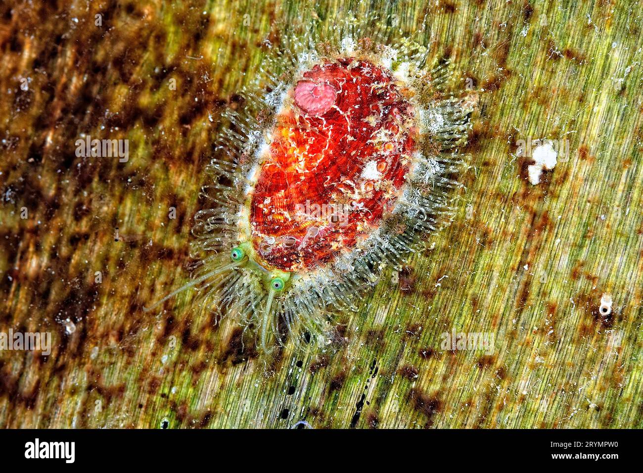 A picture of a cypraea Stock Photo - Alamy