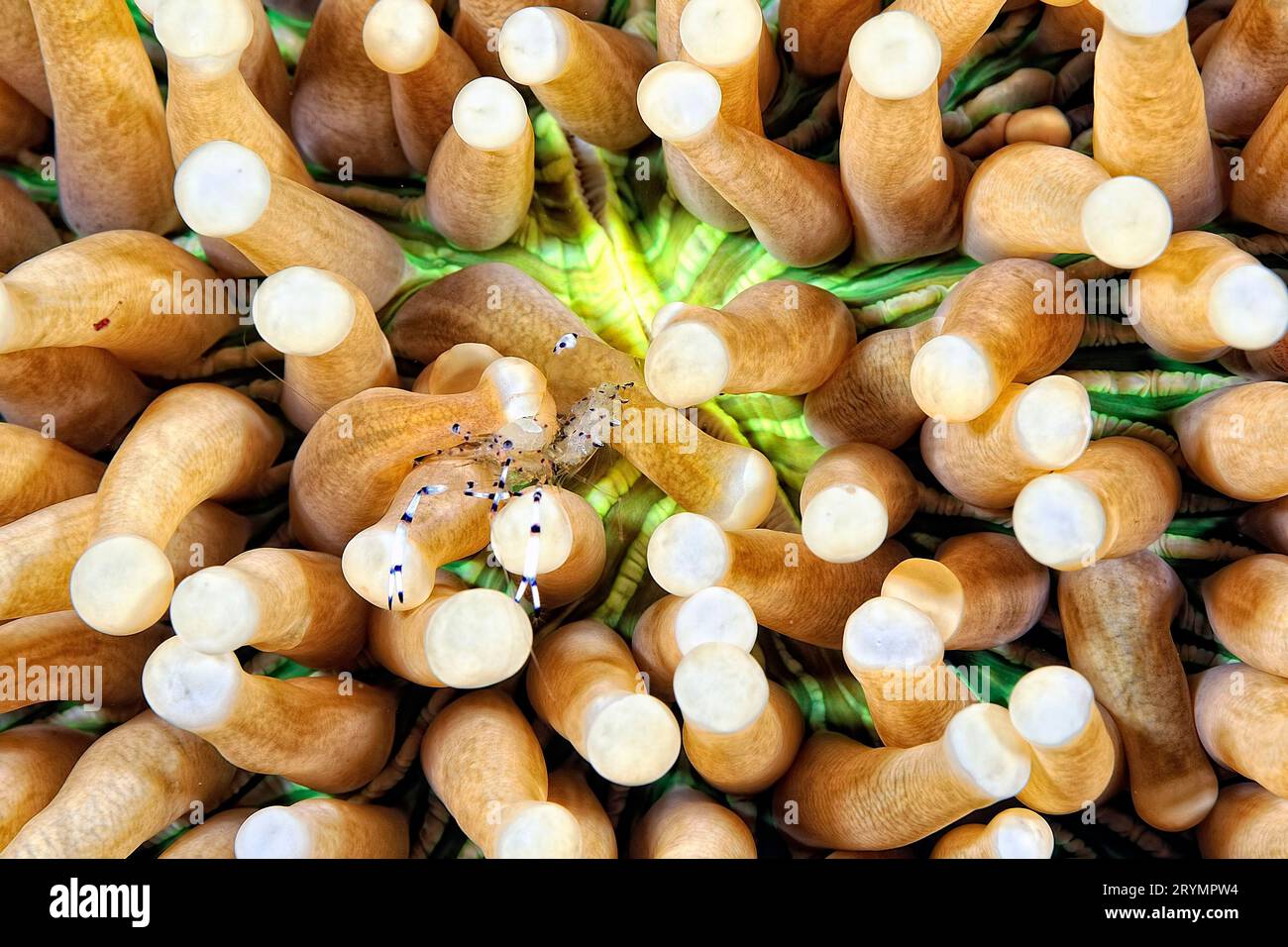 A picture of a Cleaner shrimp Stock Photo - Alamy