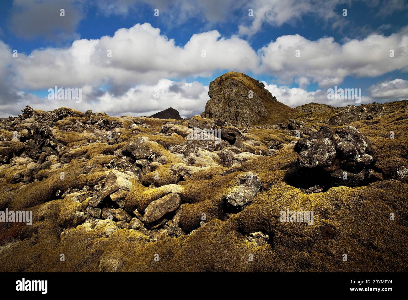 Moss europe hi-res stock photography and images - Alamy