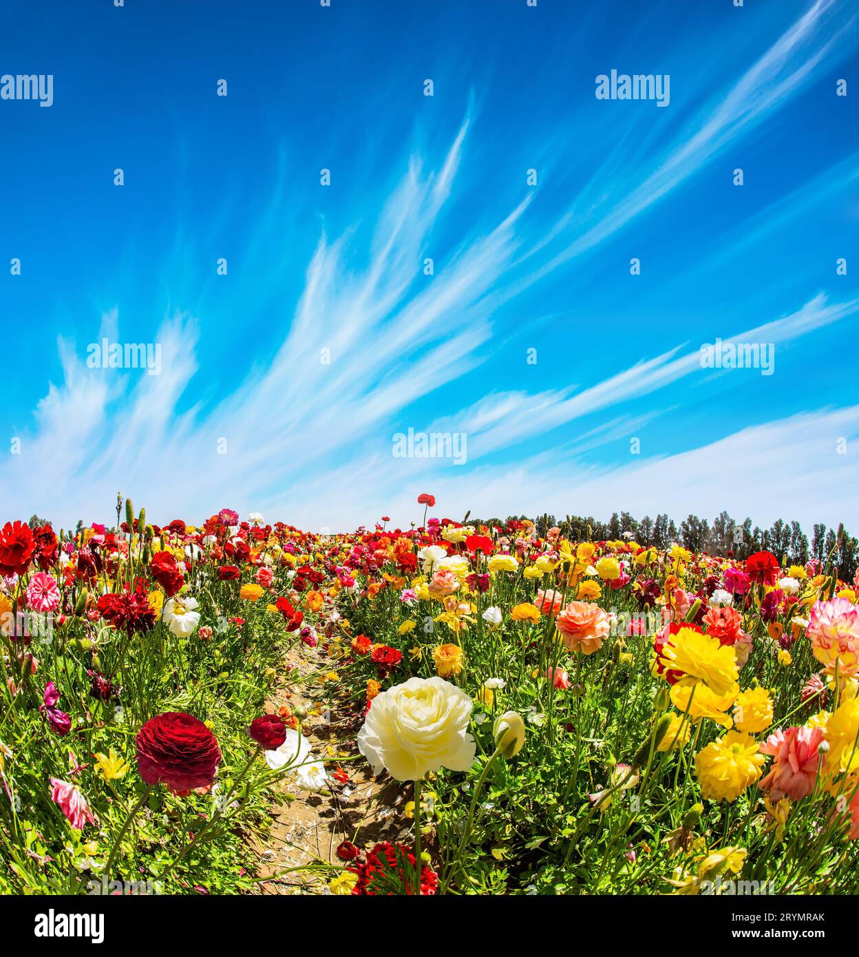 Cirrus clouds with flower hi-res stock photography and images - Alamy