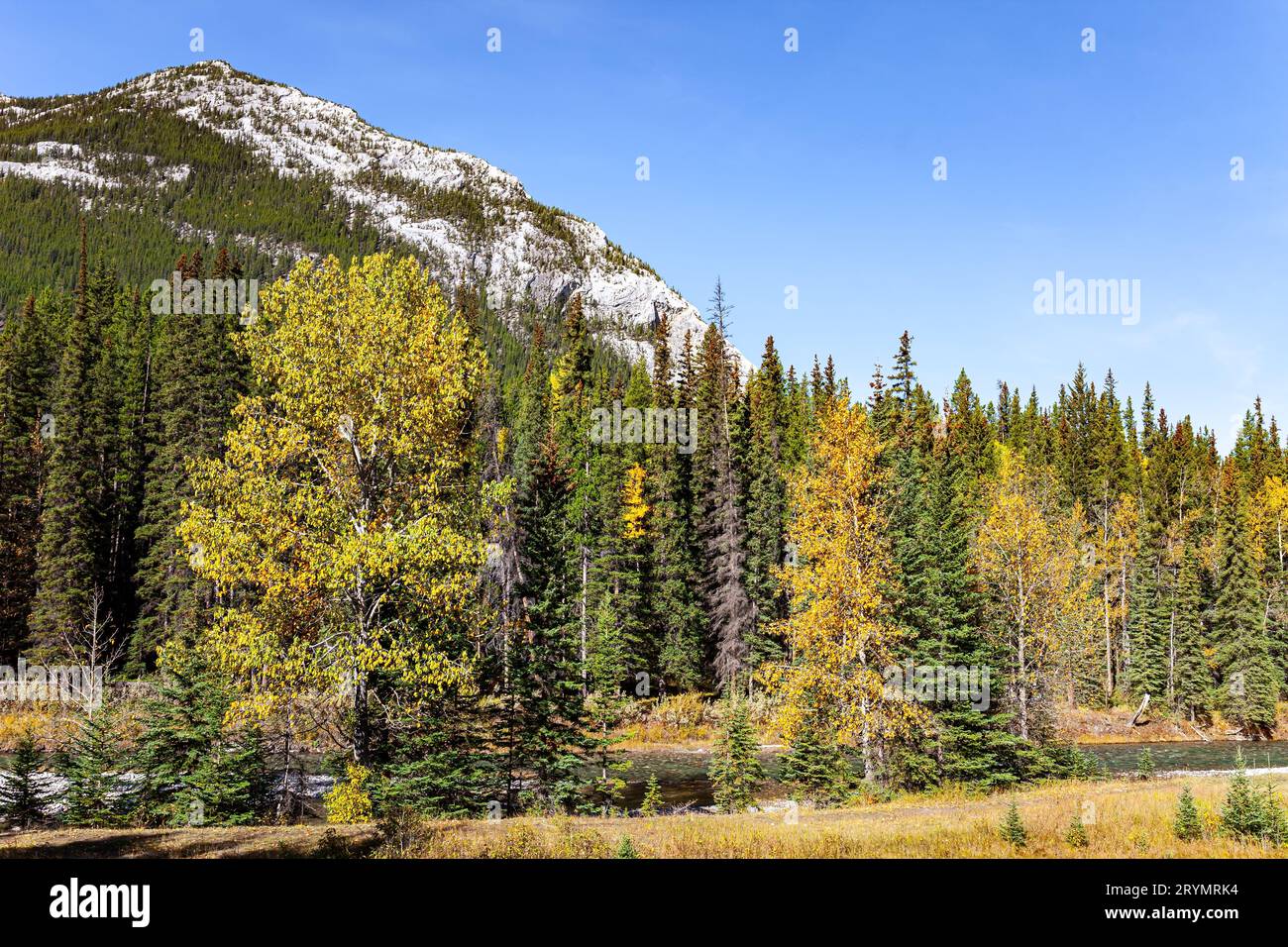 Indian spruce hi-res stock photography and images - Alamy