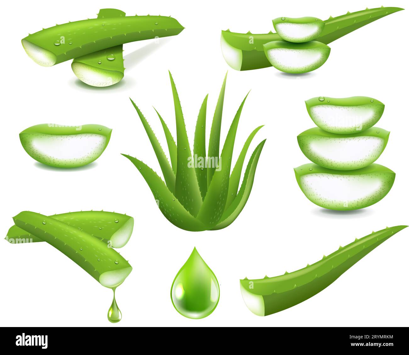 Aloe vera gel fresh aloe Stock Vector Images - Alamy