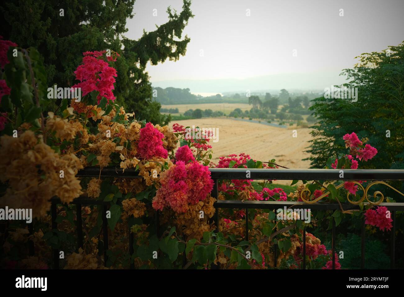 Chalet house veranda with red bougainvillea flower bloosoms at sunrise ...
