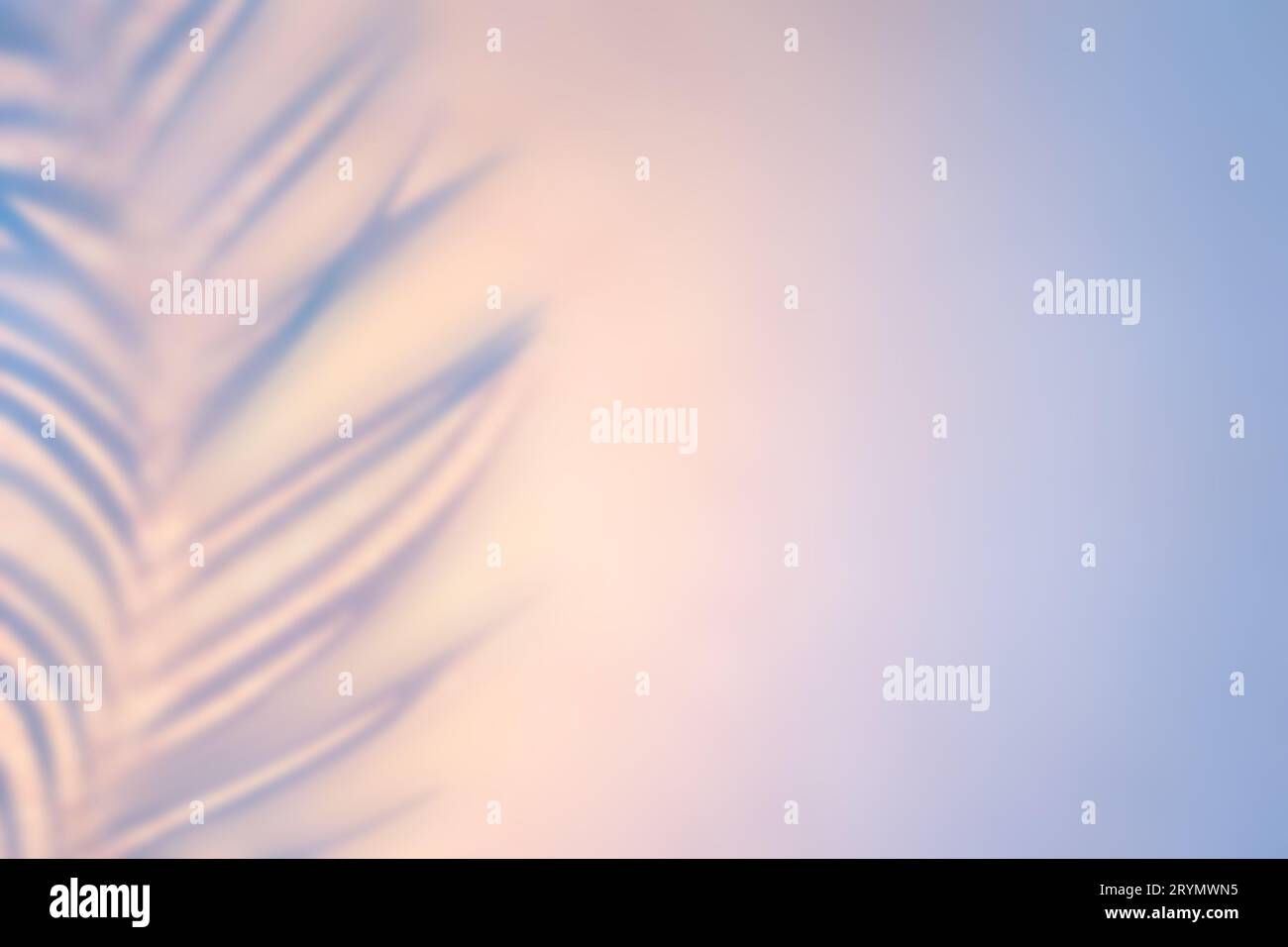 Shadow drawing from palm leaf in golden blue backlight. Gentle morning ...