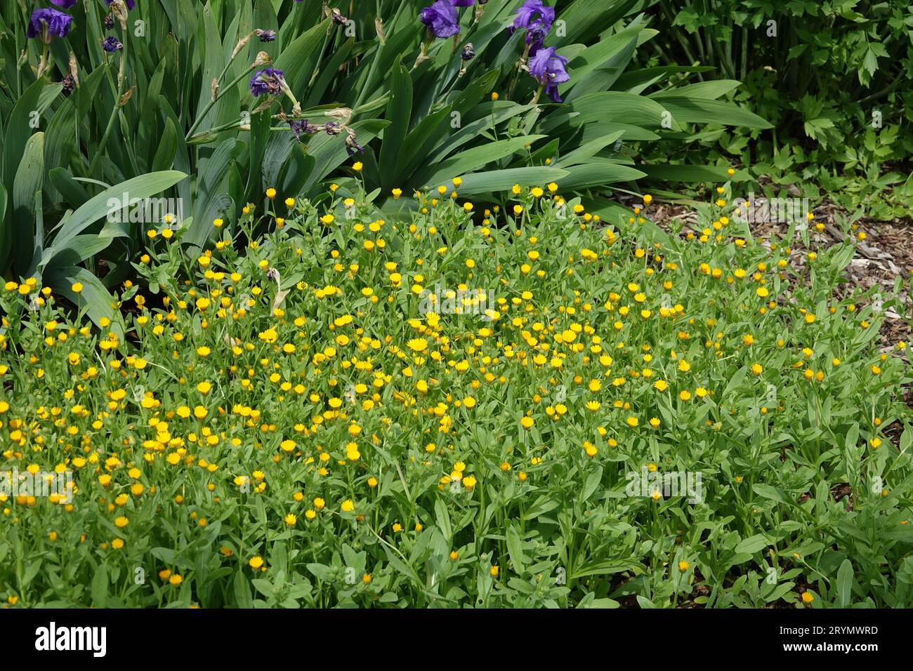 Calendula officinalis, true pot marygold Stock Photo - Alamy