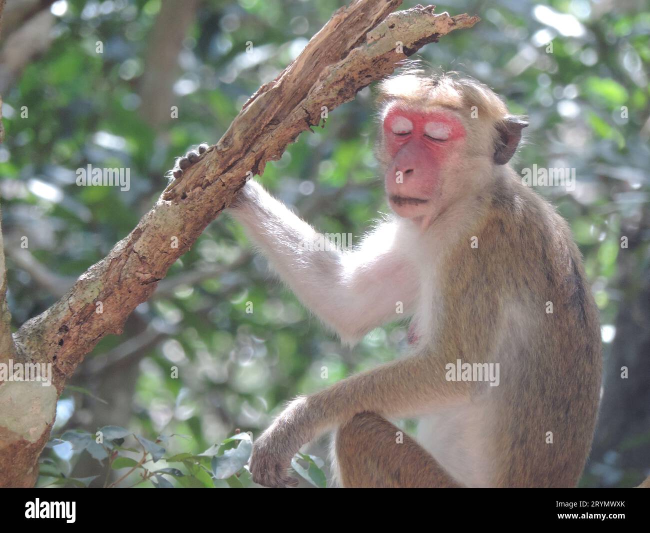 Macaques, Purple faced langur and Monkeys in the Wild in Sri Lanka ...