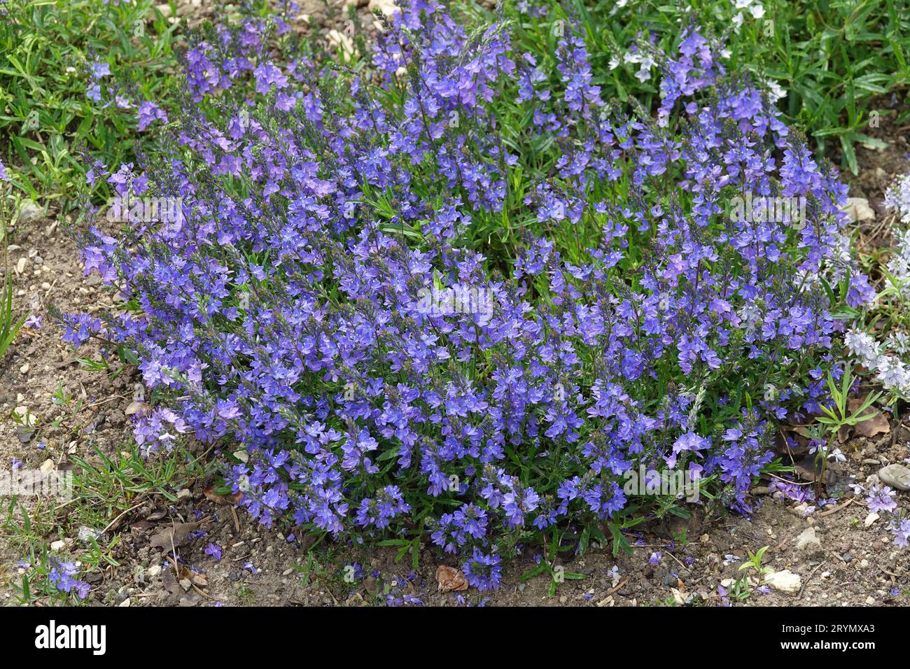 Veronica prostrata, rock speedwell Stock Photo - Alamy
