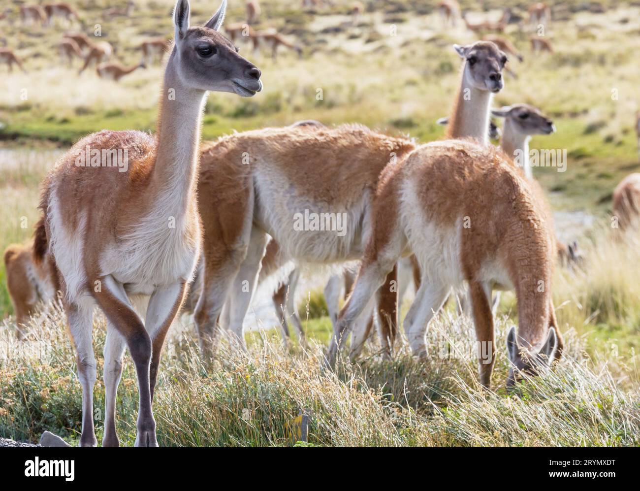 Patagonia desert animals hi-res stock photography and images - Alamy