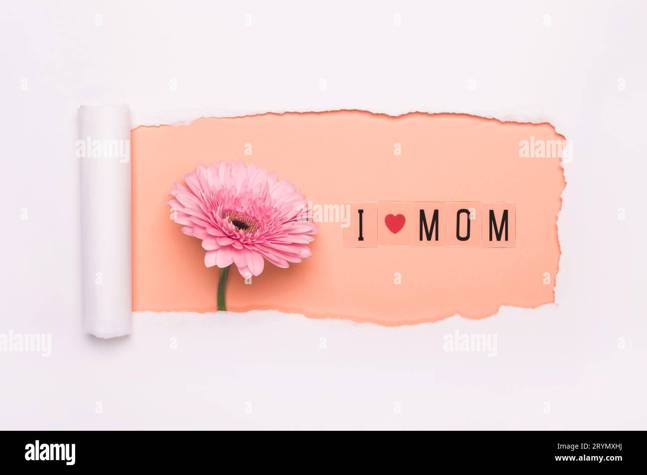 Creative layout made of I love mom text and pink gerbera flower on ...