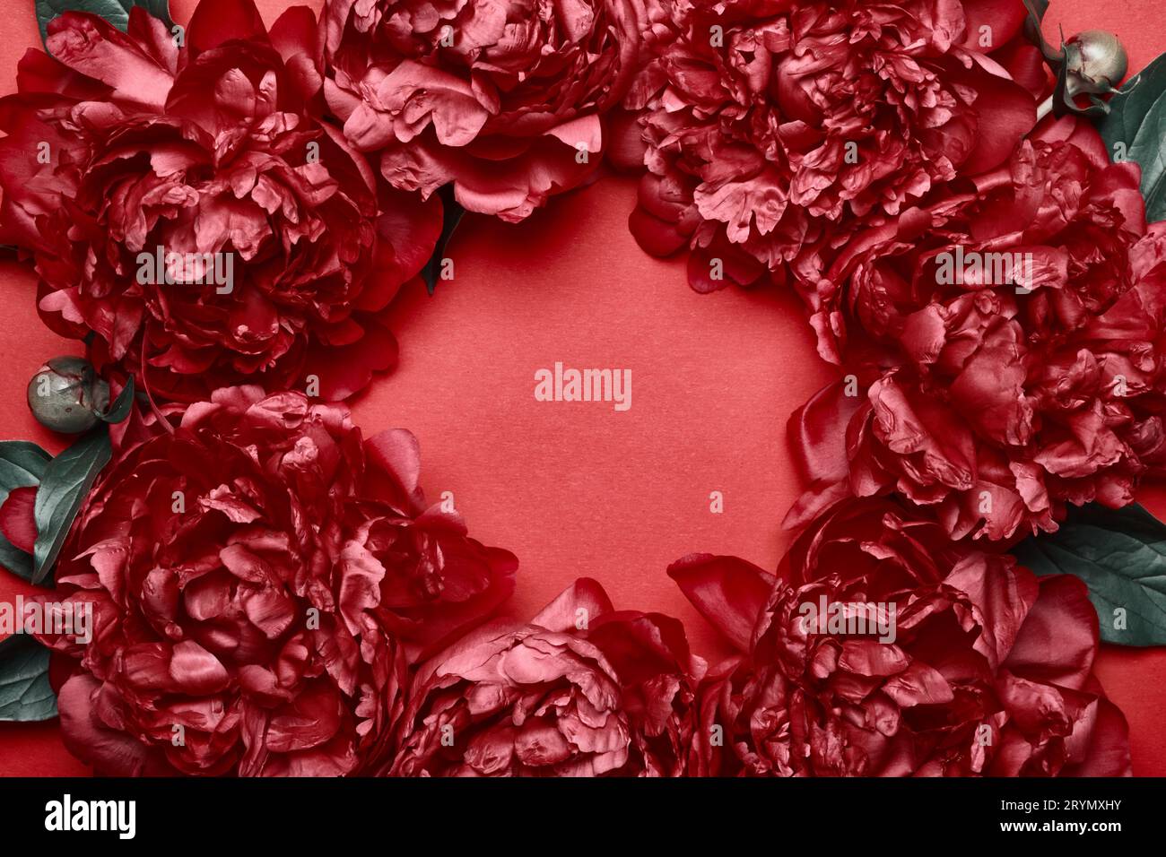 Surreal red peonies frame on red background. Beauty floral background ...