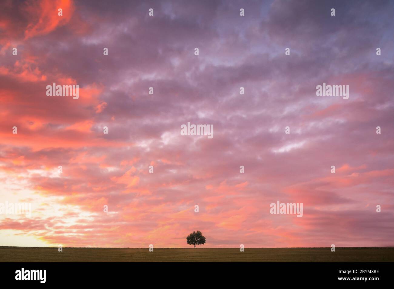 Lonely tree in field sunset hi-res stock photography and images - Alamy