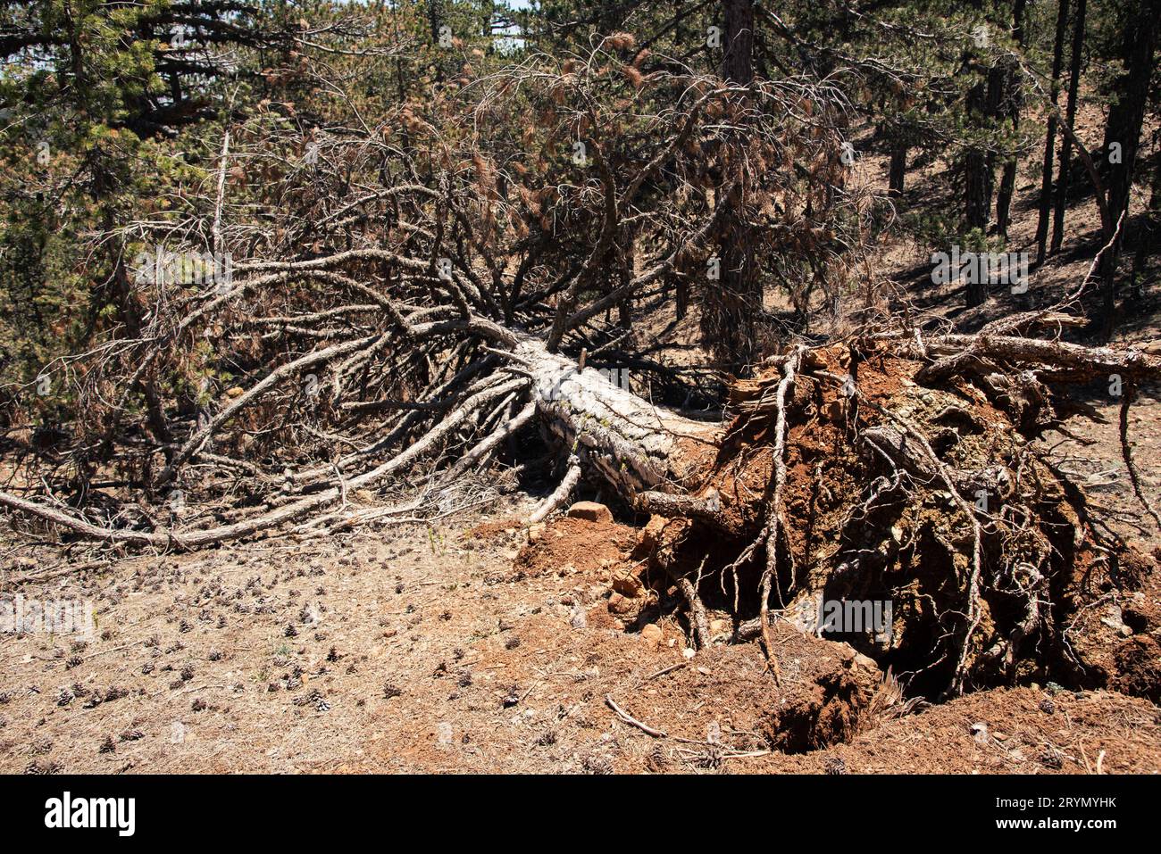 Large fallen pine tree in the middle of a evergreen forest Stock Photo ...