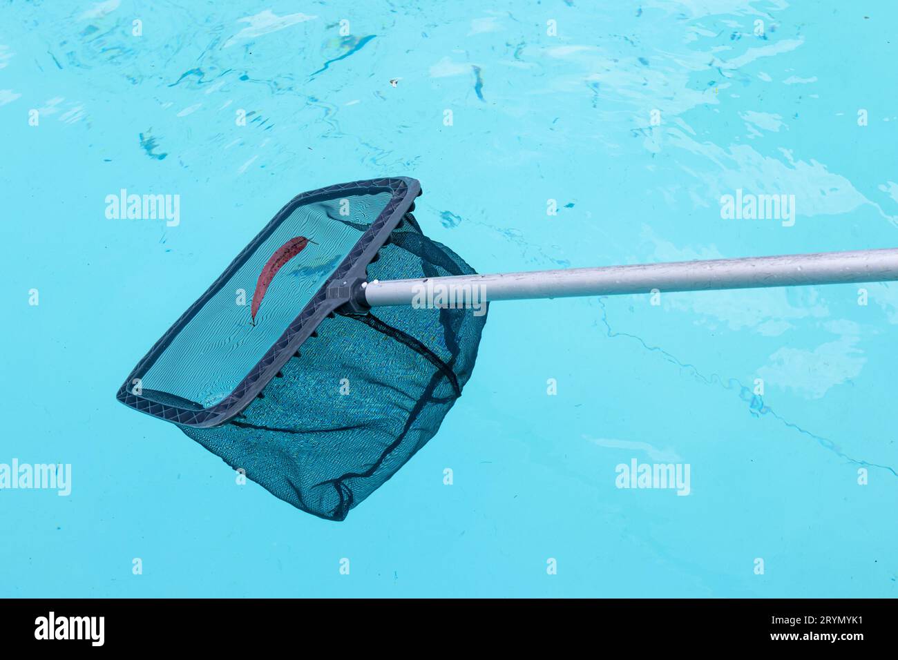 Pool Skimmer cleaning a dirty swimming pool Stock Photo - Alamy