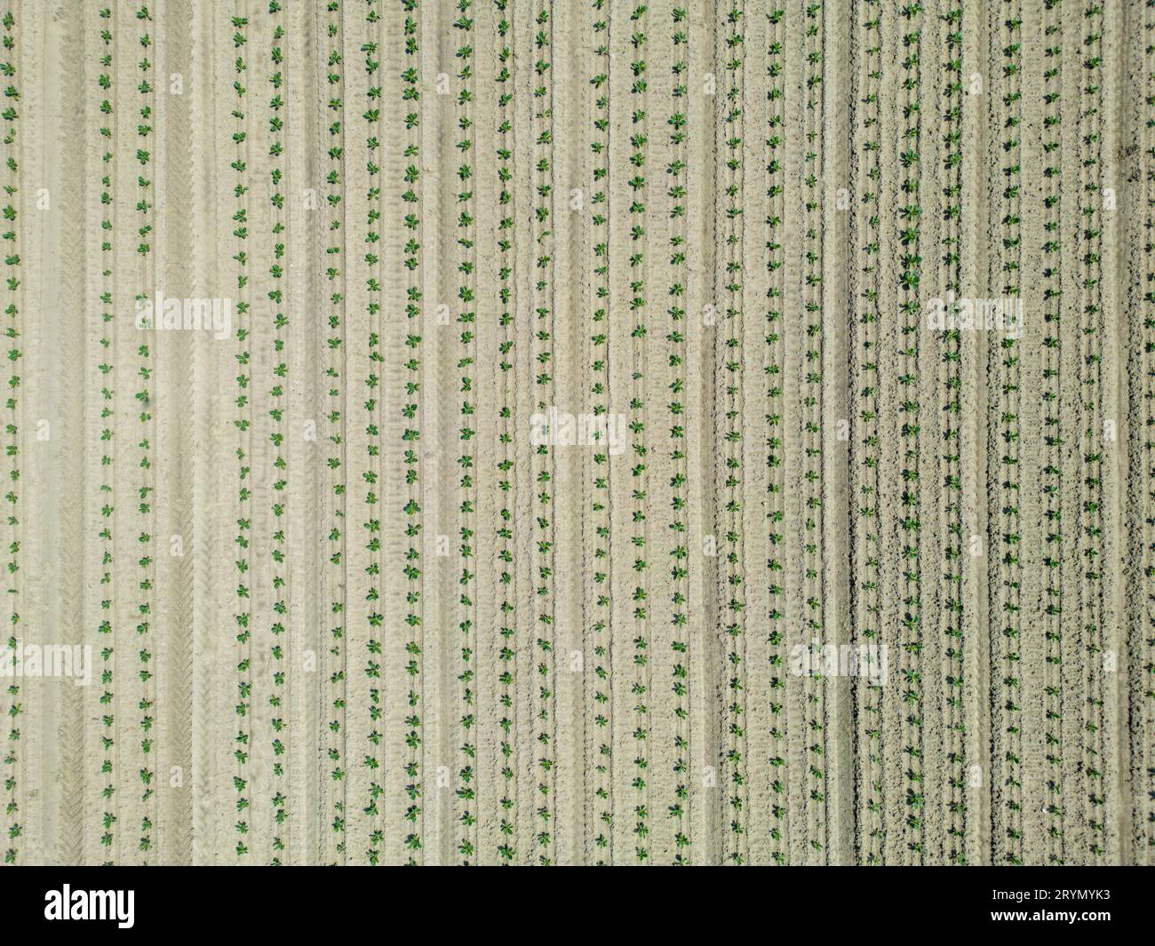Vegetable crops hi-res stock photography and images - Alamy